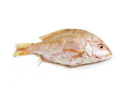 Frozen Fishes and exotic references - Channel Sea Food